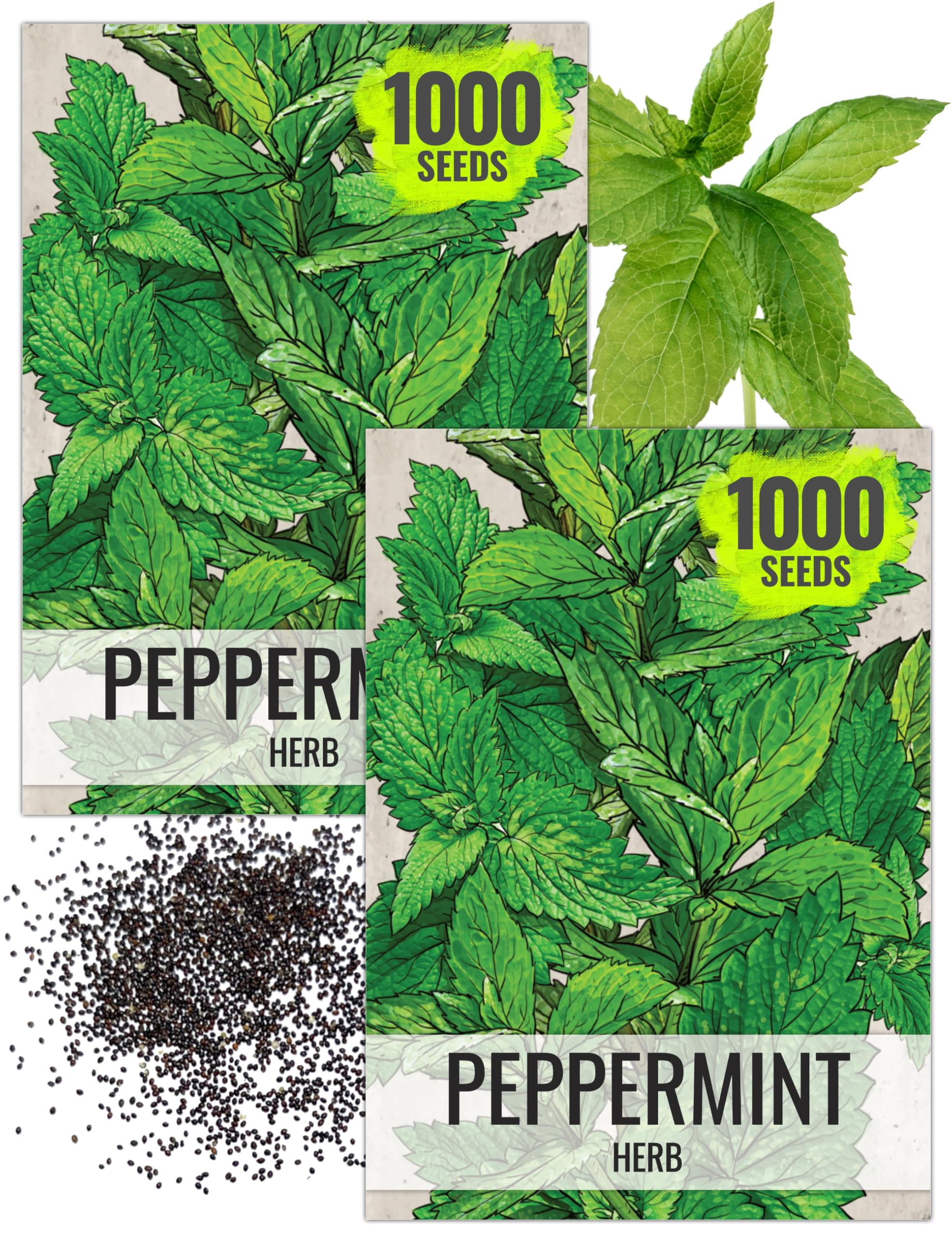 Seed Needs Peppermint AJH3 Seeds for Planting - Non-GMO, Heirloom ...