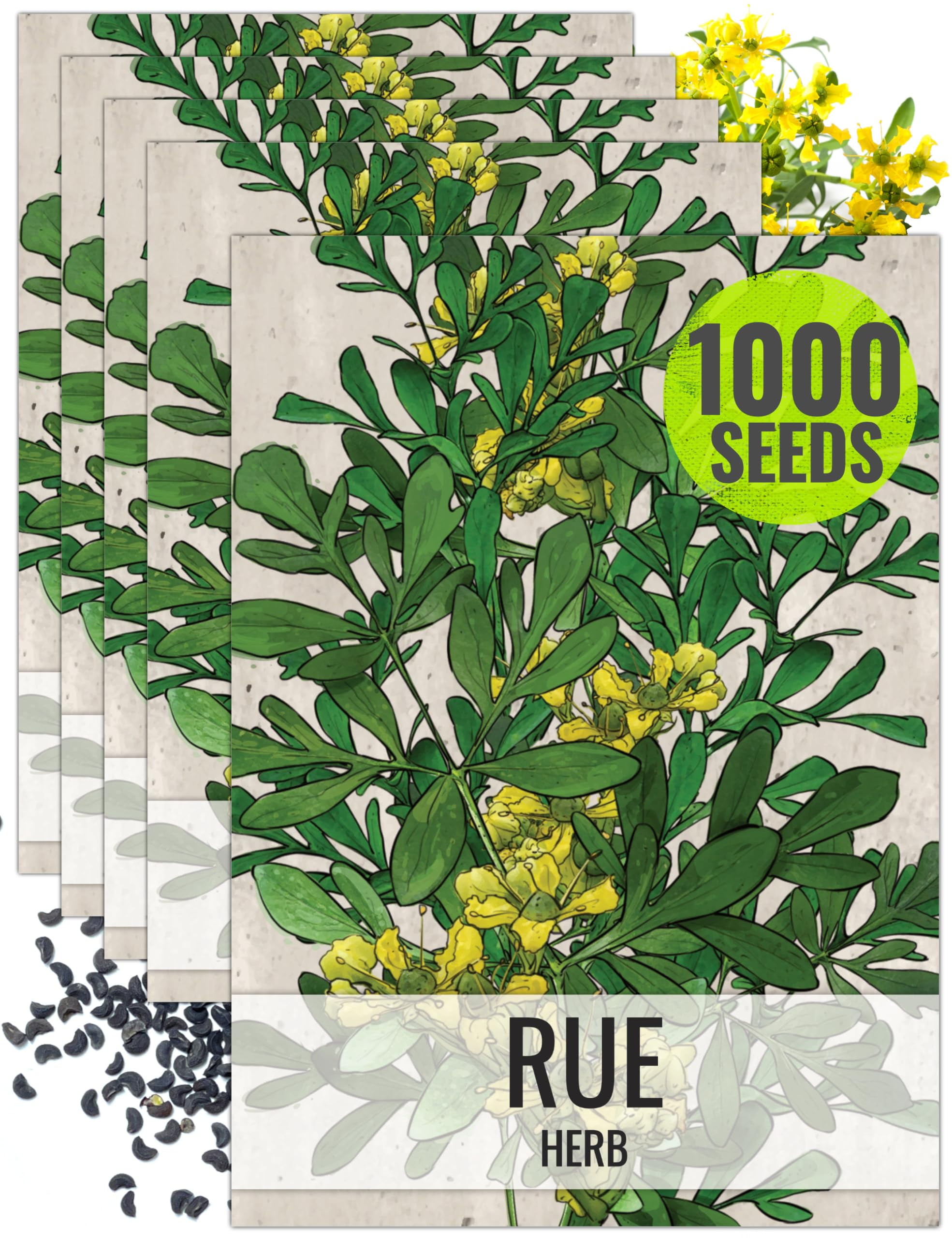 Seed Needs, Rue CORNET Herb Seeds for Planting (Ruta graveolens ...
