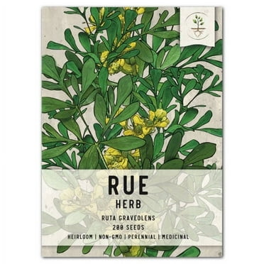 Rue Seeds (Ruta graveolens) 100 Seeds (0.2 grams) - Walmart.com