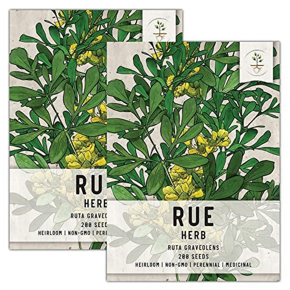 Seed Needs, Rue Herb Seeds for Planting (Ruta graveolens) Twin Pack of ...