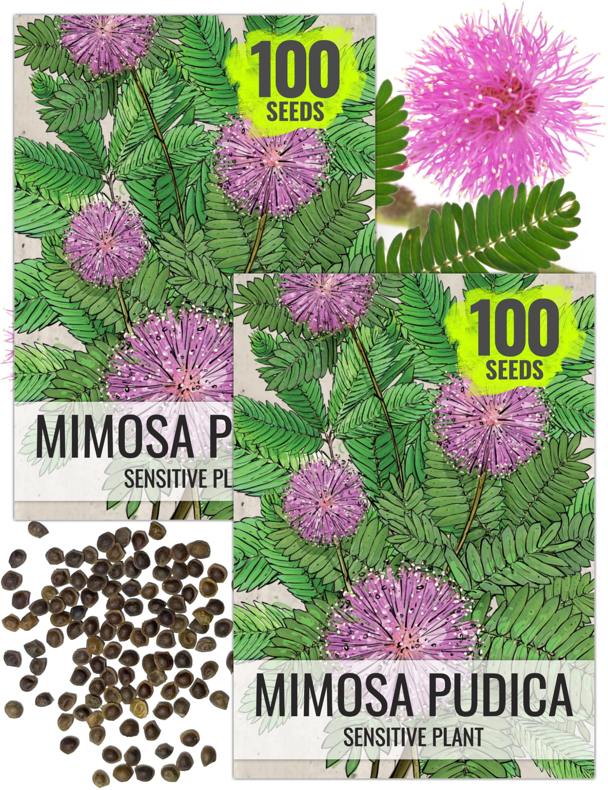 Seed Needs Sensitive TWE5 Plant Seeds for Planting Mimosa pudica ...