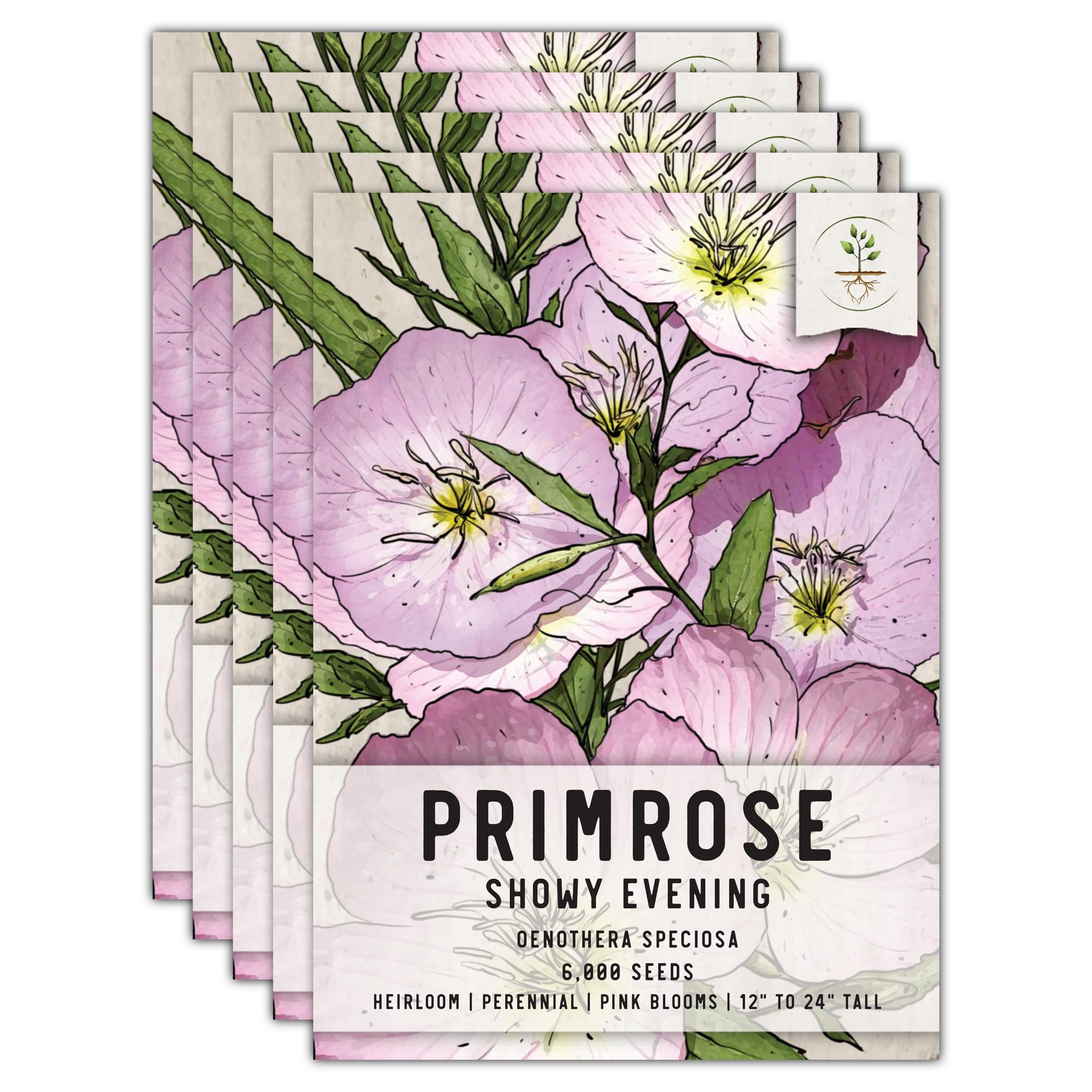 Seed Needs, ShowyUMRT Evening Primrose Seeds - 6,000 Seeds for Planting ...