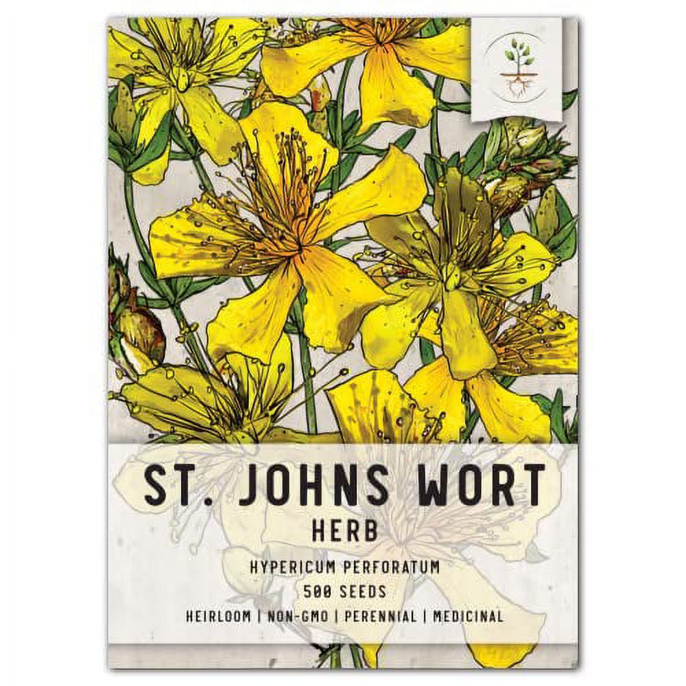Seed Needs, St. Johns Wort Medicinal Herb Seeds for Planting (Hypericum ...