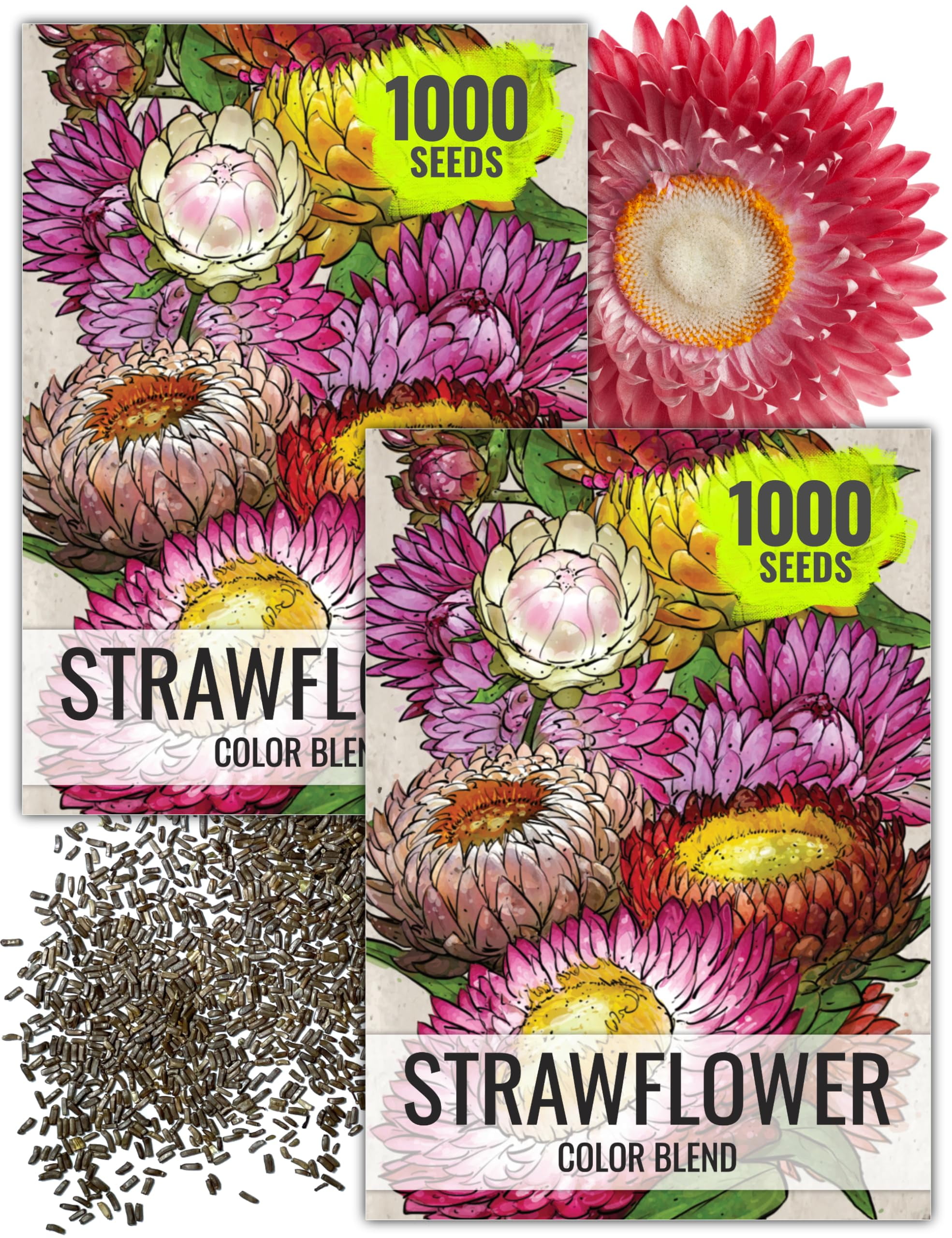 Seed Needs Strawflower TWE5 Seeds for Planting - Heirloom & Open Annual ...