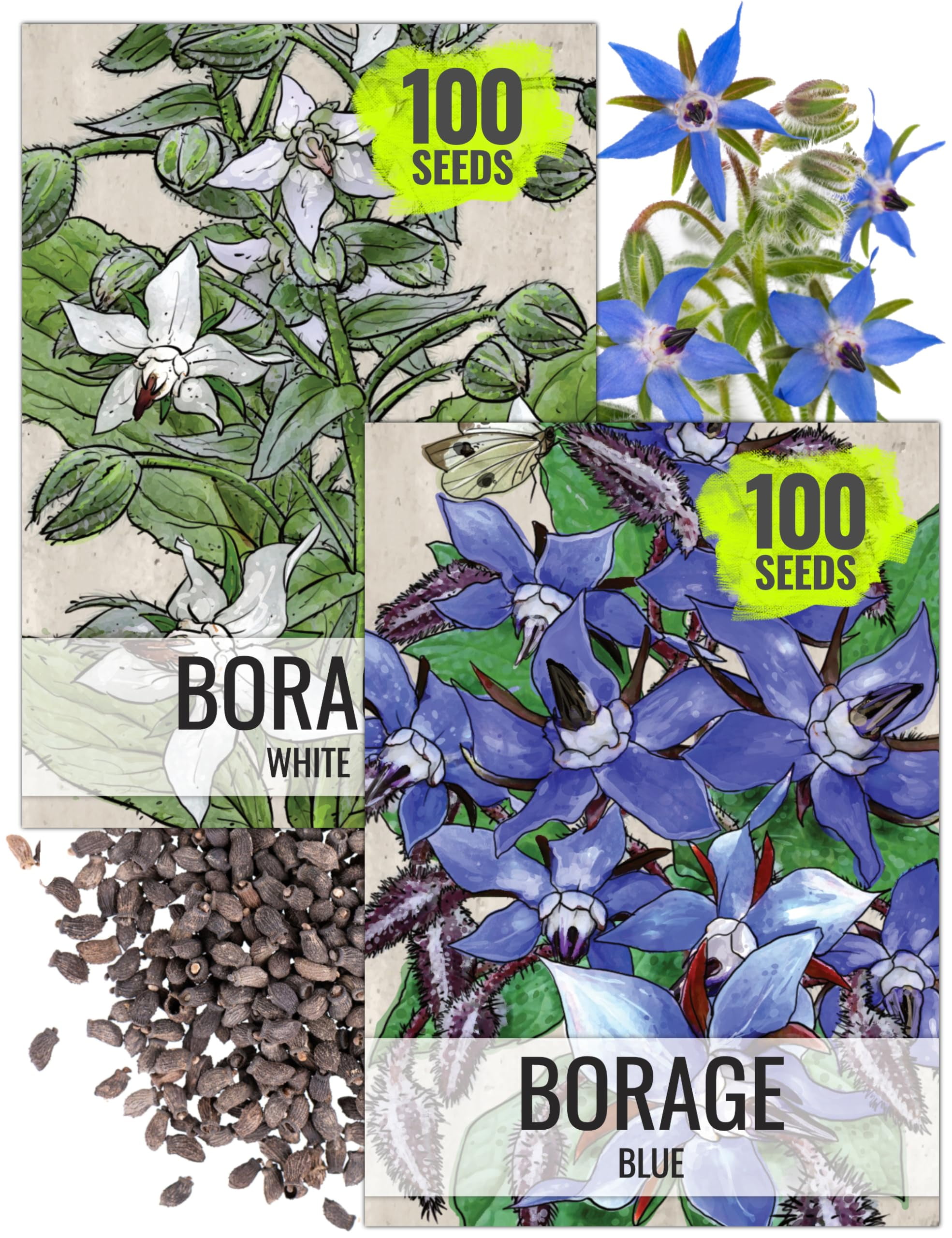 Seed Needs, White/Blue Borage Seed Packet Collection MHD1(2 Individual ...