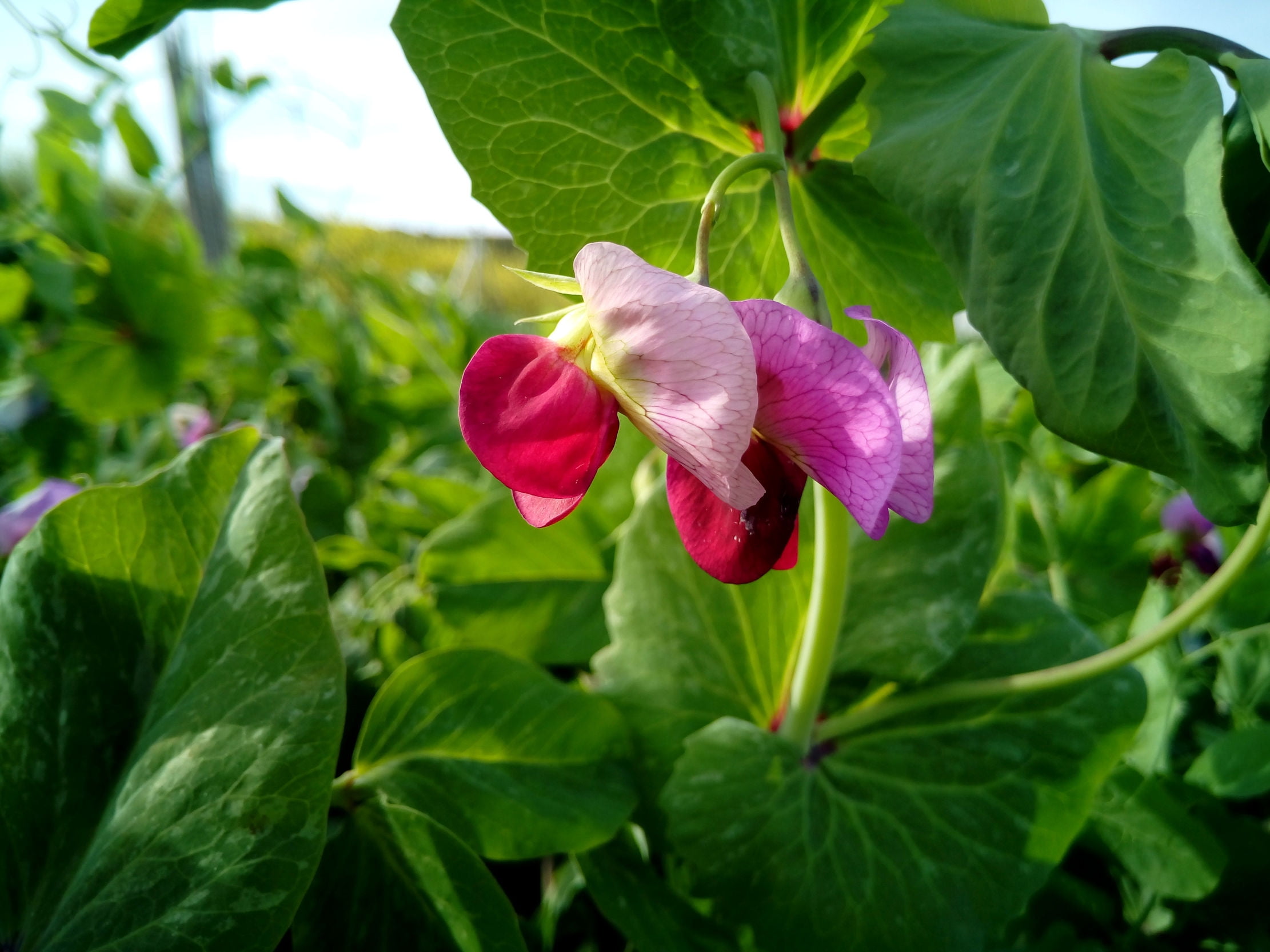 Seed Pack = 100 Seeds! Dwarf Grey Sugar Snow Pea- Garden Vegetable ...