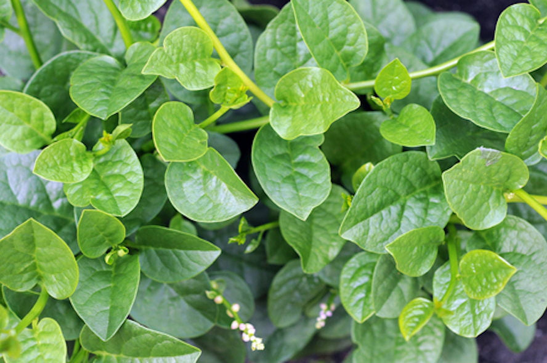 Seed Pack = Basella alba -20 seeds Indian Malabar Spinach Asian cuisine ...