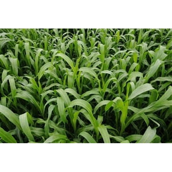 Sugar Grazer II Sorghum Sudangrass Seed - 50 lbs for Planting - Walmart.com