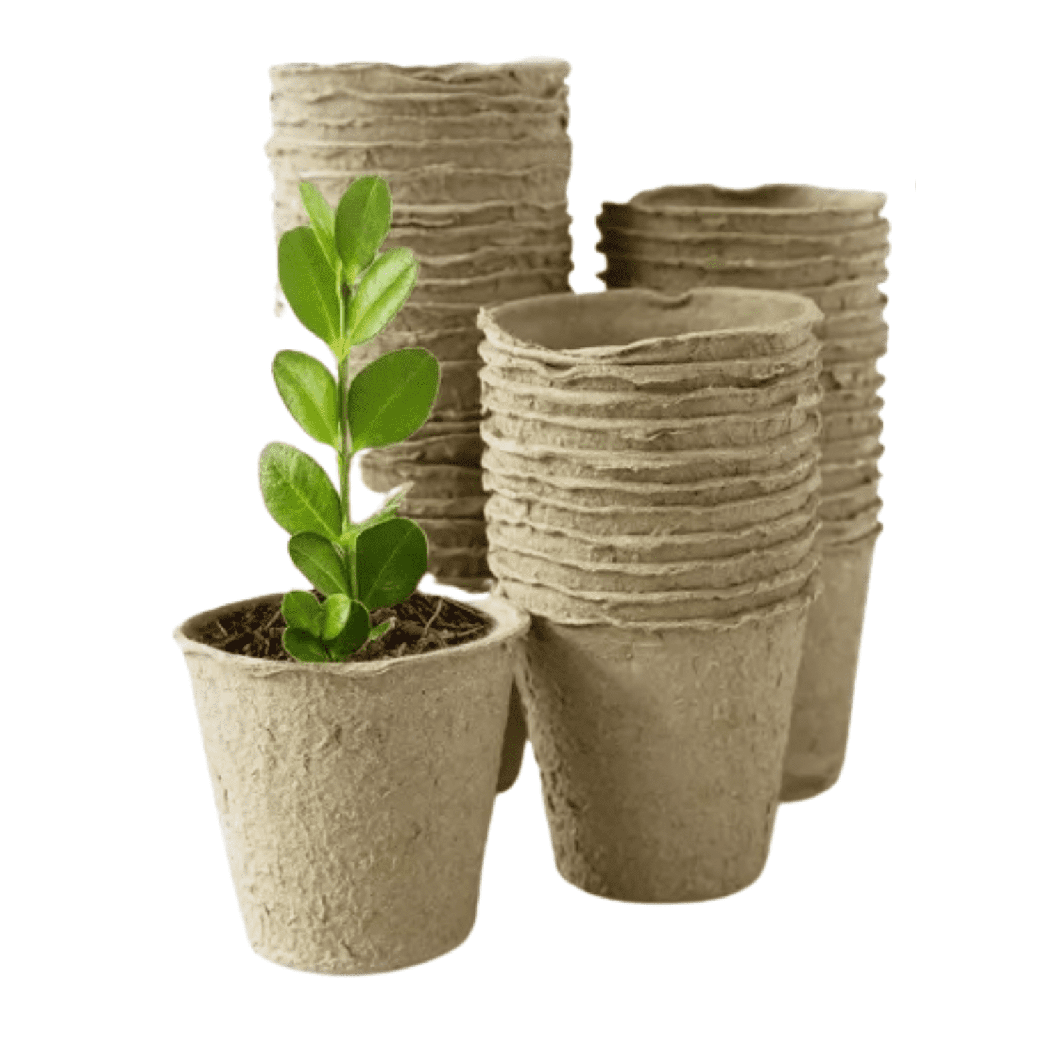 Seed Starter Pots 144pcs Biodegradable Planter Pot for Germination ...