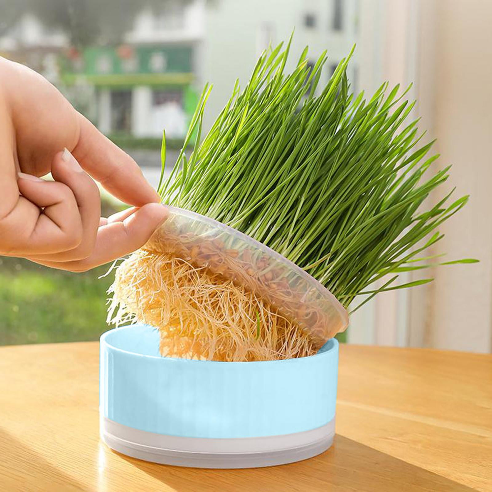 Seed Tray Box for Greenhouse Seedling Planting Blue - Walmart.com