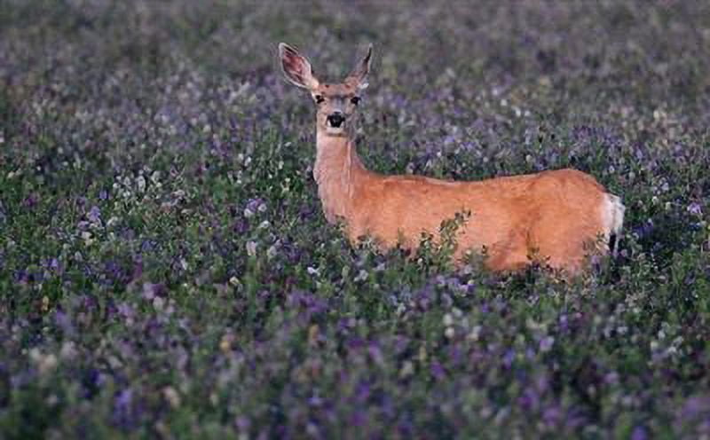 SeedRanch Alfalfa Food Plot Seed - 2 Lbs. - Walmart.com