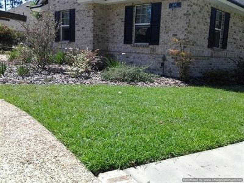 SeedRanch Centipede Grass Seed (Raw) - 5 Lbs. - Walmart.com