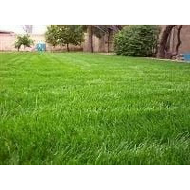 SeedRanch Gulf Annual Ryegrass Seed - 5 Lbs. - Walmart.com