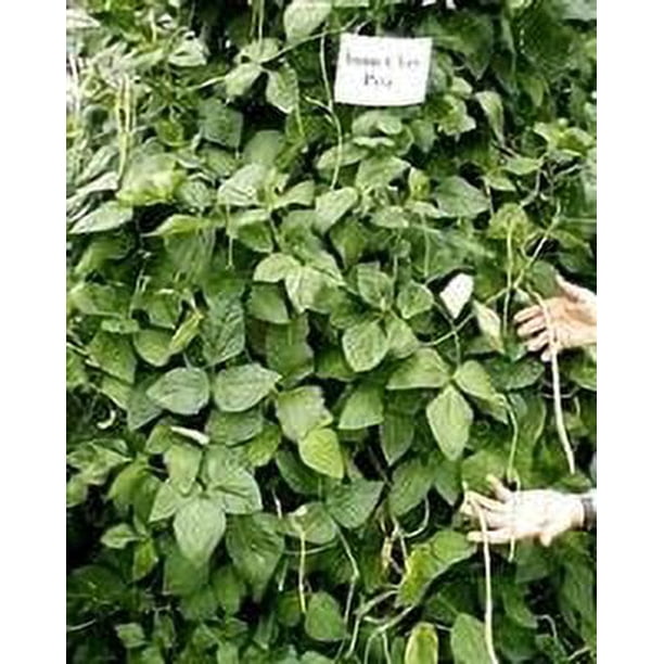 SeedRanch Iron & Clay Cowpeas - 50 Lbs. - Walmart Business Supplies
