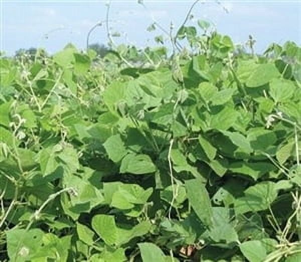 Dibbs Seed Magic Bean Plant Seeds, Fast Growing - Walmart.com