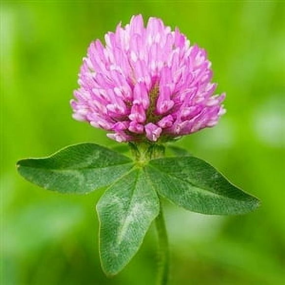 Clover Varieties