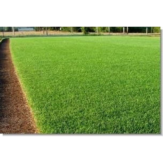 SeedRanch Perennial Ryegrass Seed - 5 Lbs. - Walmart.com