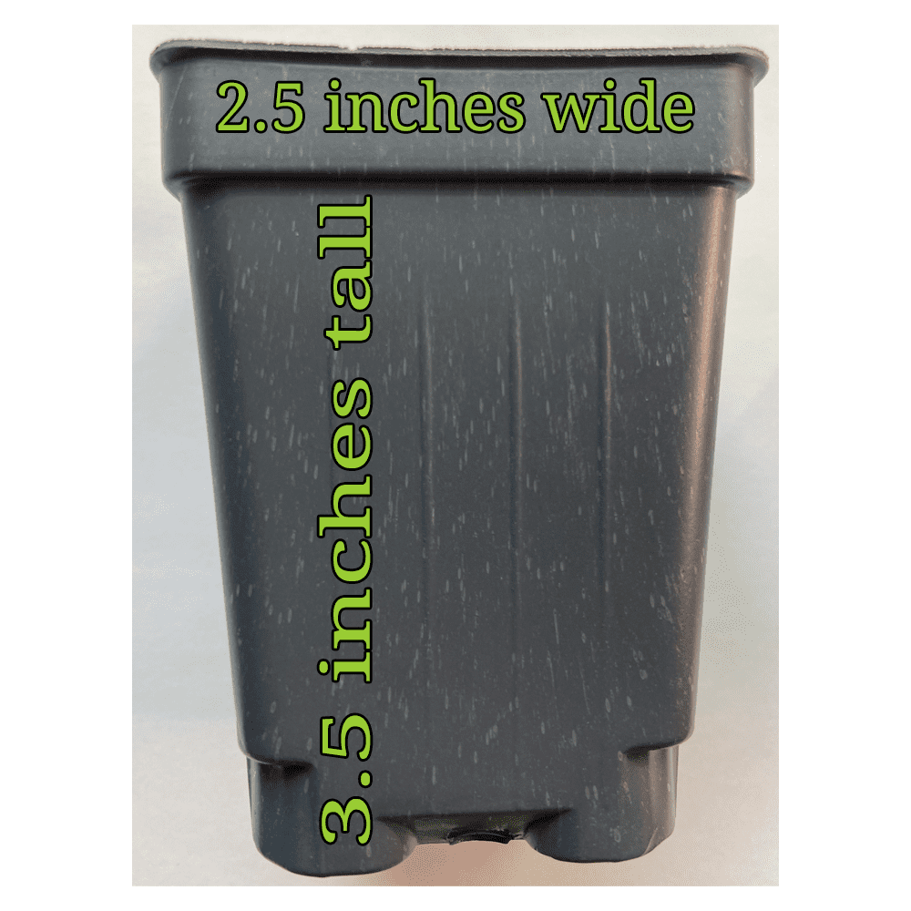 Seedling Nursery Pot Containers | 3.5"Hx2.5"W | Garden Nursery Pots for ...