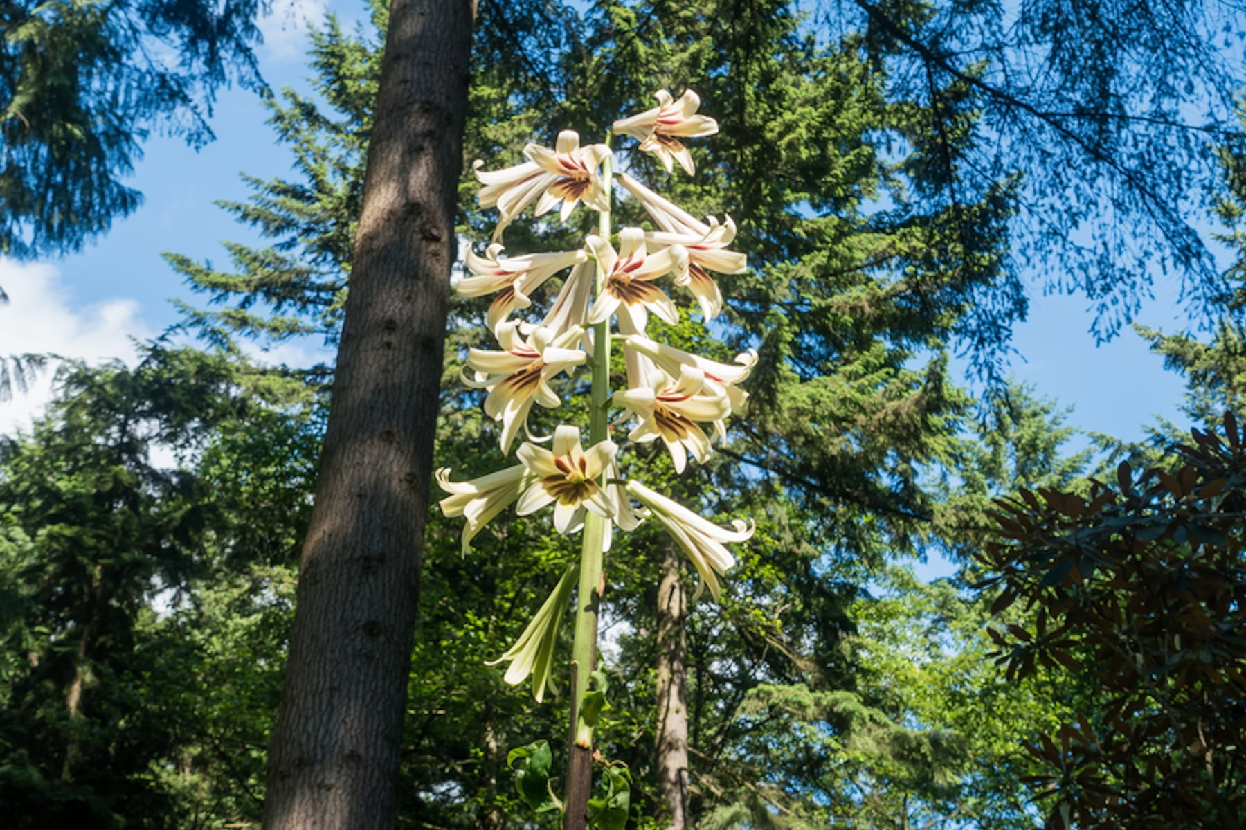 Seeds - 20 seeds Giant Himalayan Lily Largest of all Lilies! Grows 6-8 ...