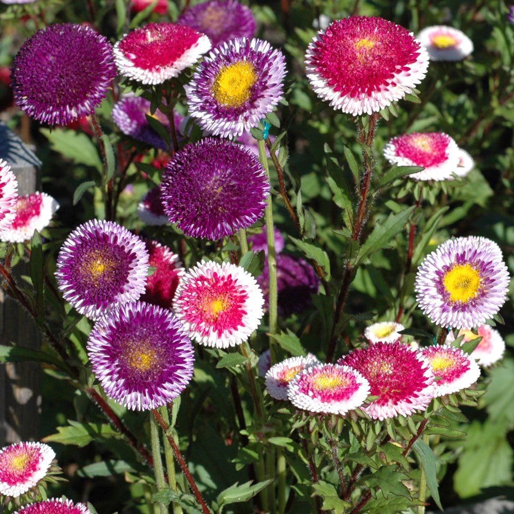 Seeds Aster Moon Mix Annual Garden Flowers H2FSDfor Planting - Walmart.com