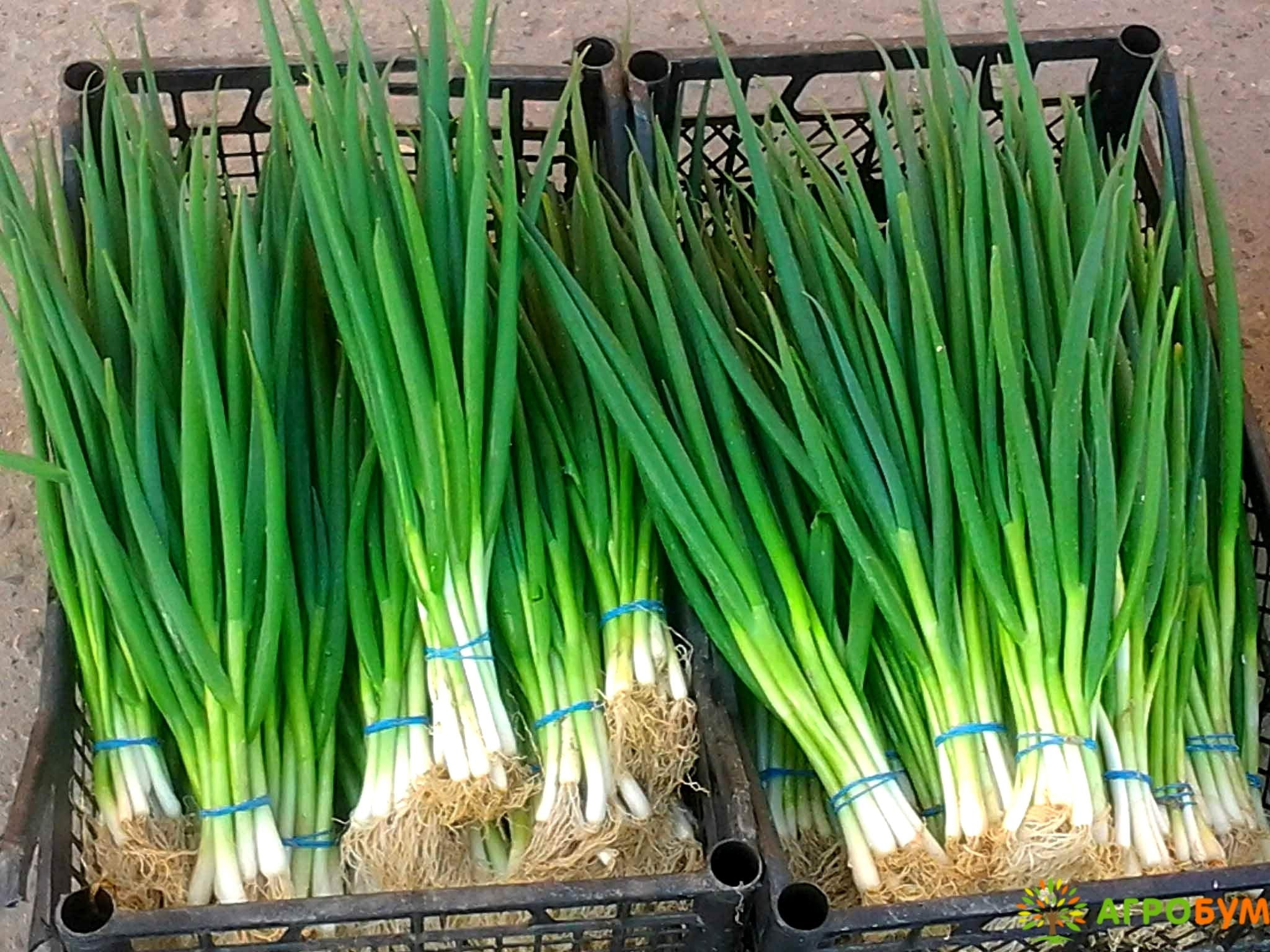 Seeds Bunching Green Onions Scallions 250+ ITL1 Seeds for Planting ...