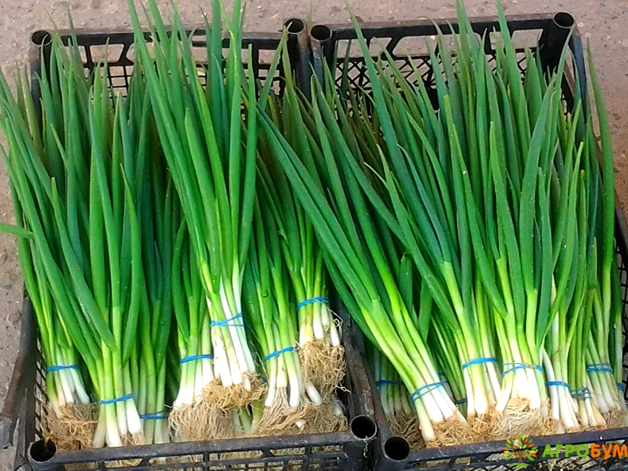 Seeds Bunching GreenTRDN Onions Scallions 250+ Seeds for Planting ...