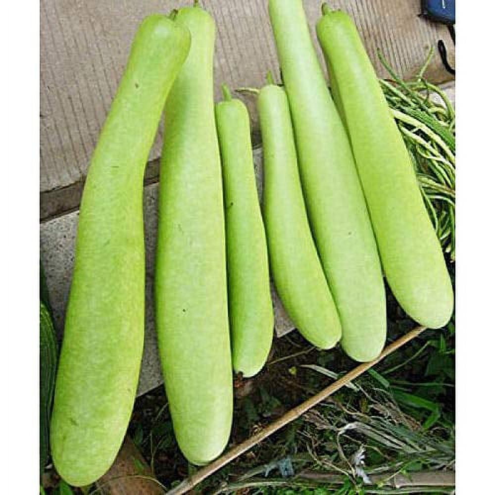 Seeds Calabash Long Gourd MMF7 Lagenaria Serpantine Heirloom Vegetable ...