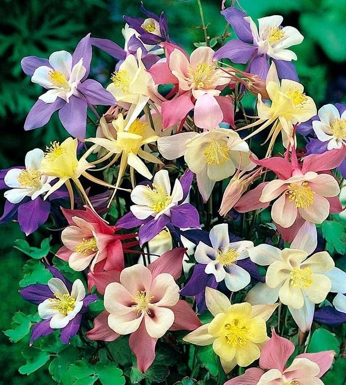 Seeds Columbine Aquilegia SCH4 Dwarf Mix Indoor Flower Granny’s Bonnet ...