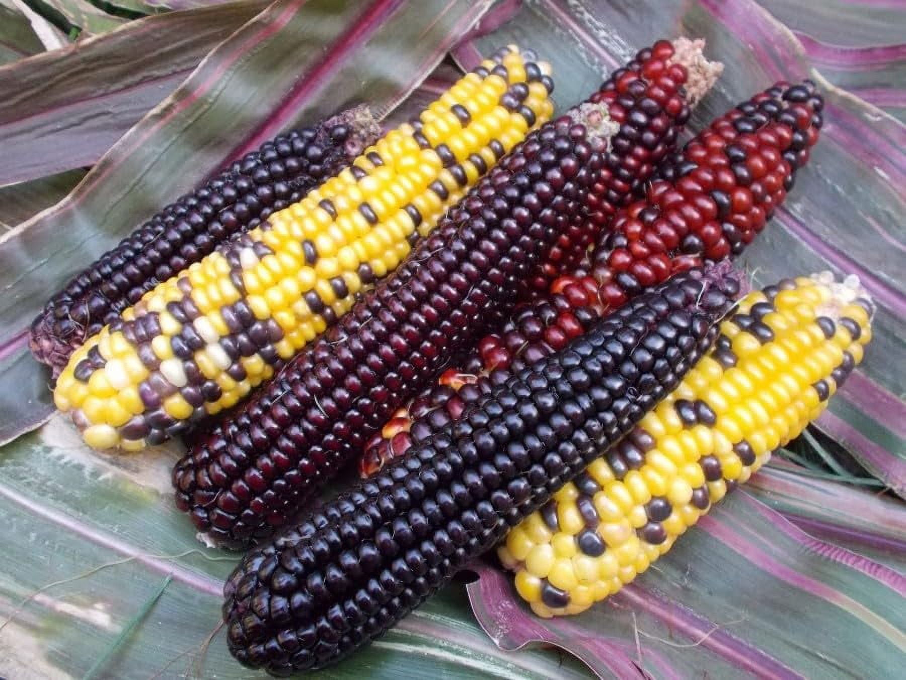 Seeds Corn Multicolor TWE5 Montana Sweet Purple Yellow Red Garden ...