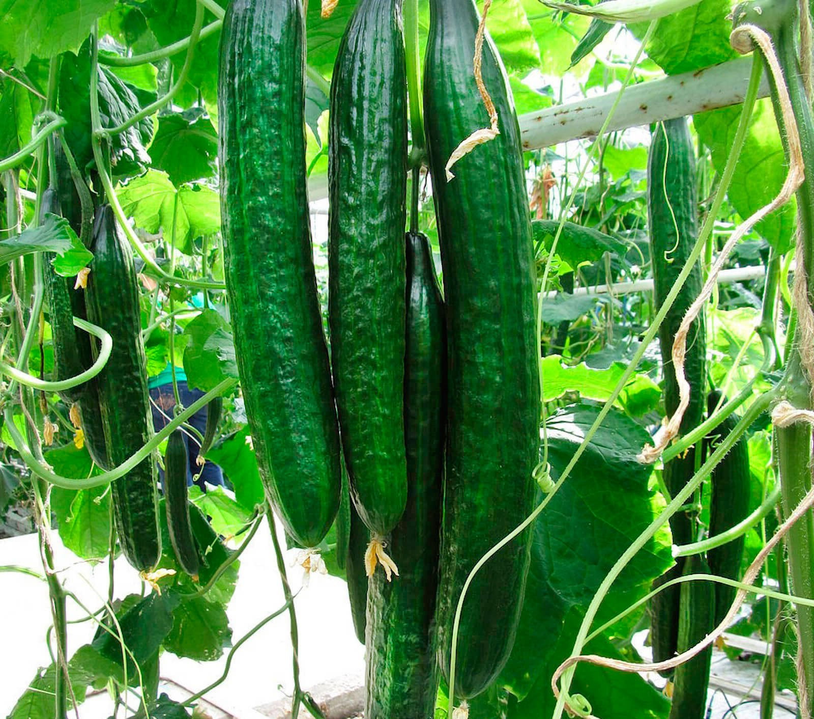 Seeds Cucumber Burpless Chinese Miracle Snake MVR1 Giant Long Rare ...