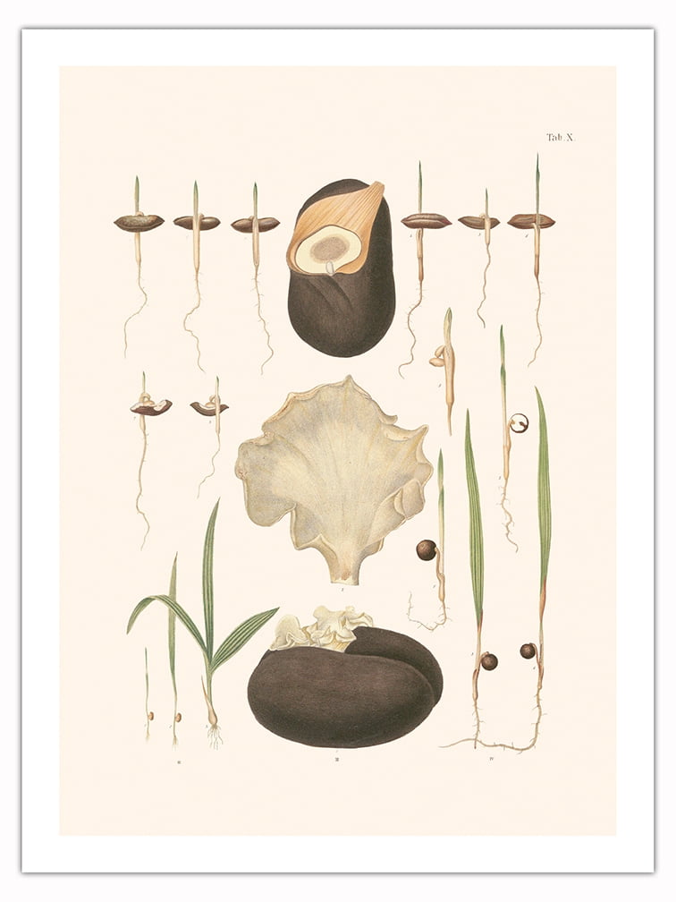 Seeds of Date Palm Tree (Phoenix dactylifera) - Vintage Botanical ...