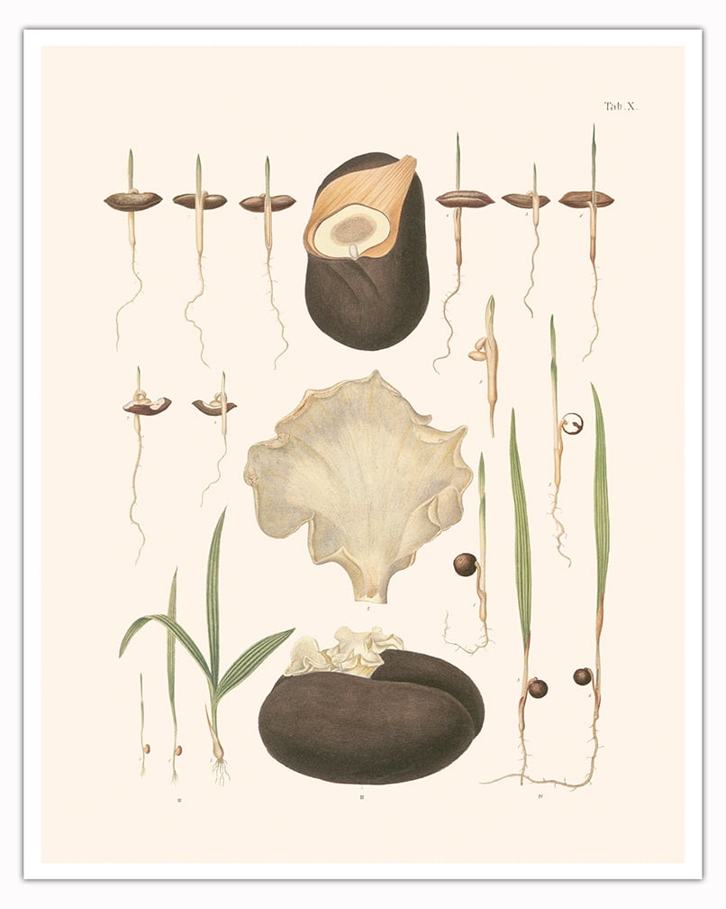 Seeds of Date Palm Tree (Phoenix dactylifera) - Vintage Botanical ...