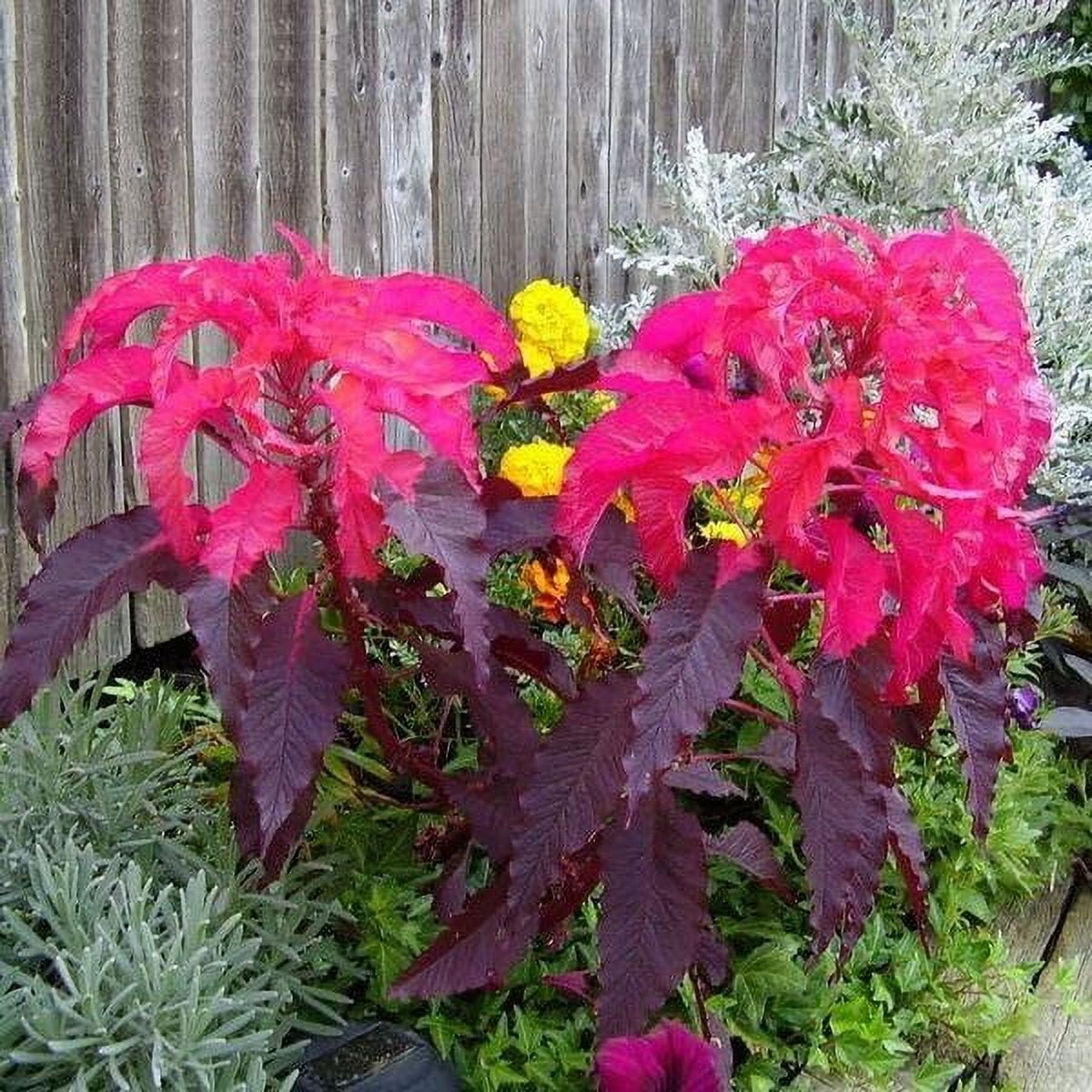 Seeds Early Splendor TWE5 Amaranth Amaranthus Tricolor Annual Flowers ...