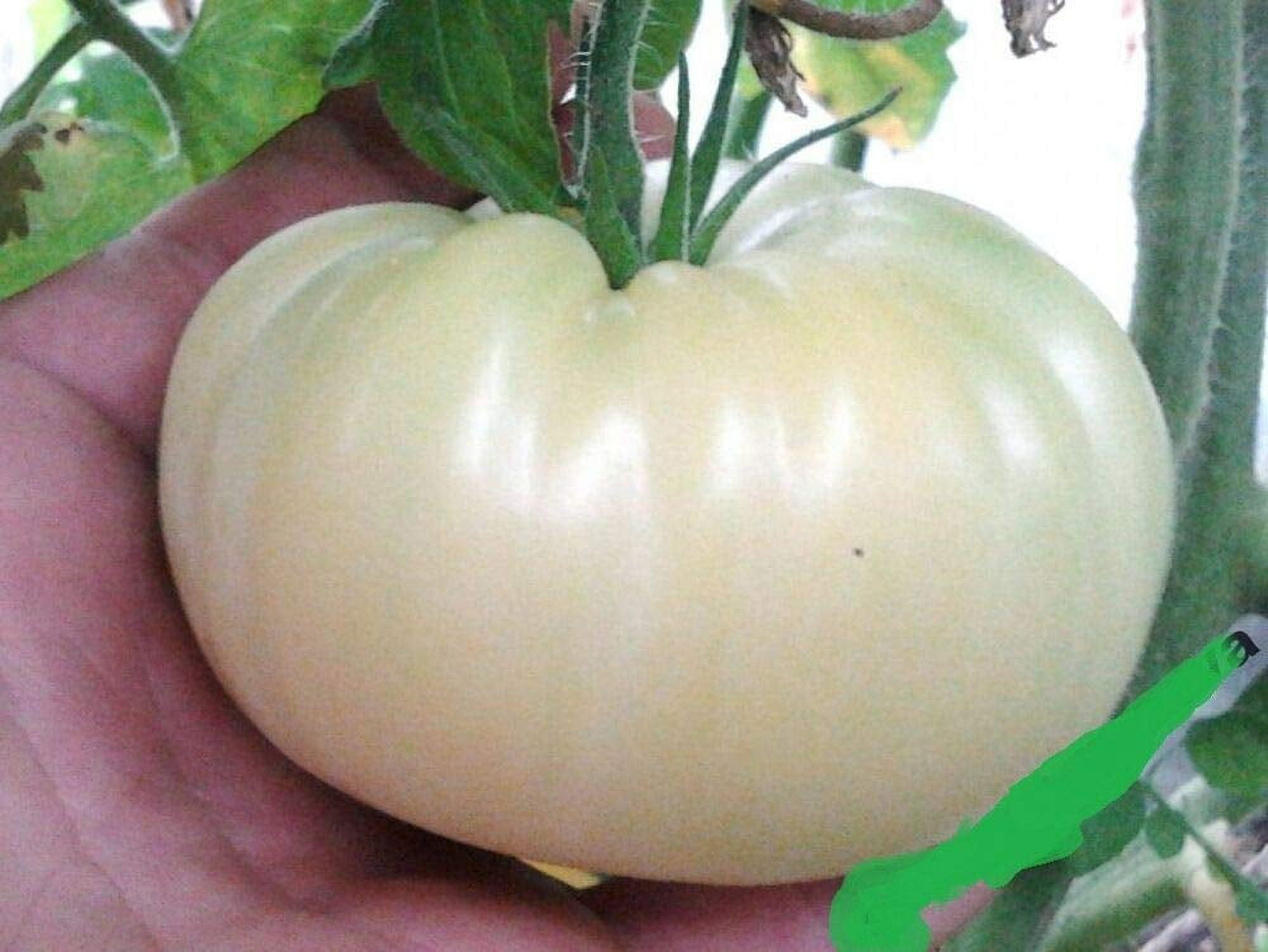 Seeds Giant White Tomato Great White TVS1 Seeds for Planting Unique ...