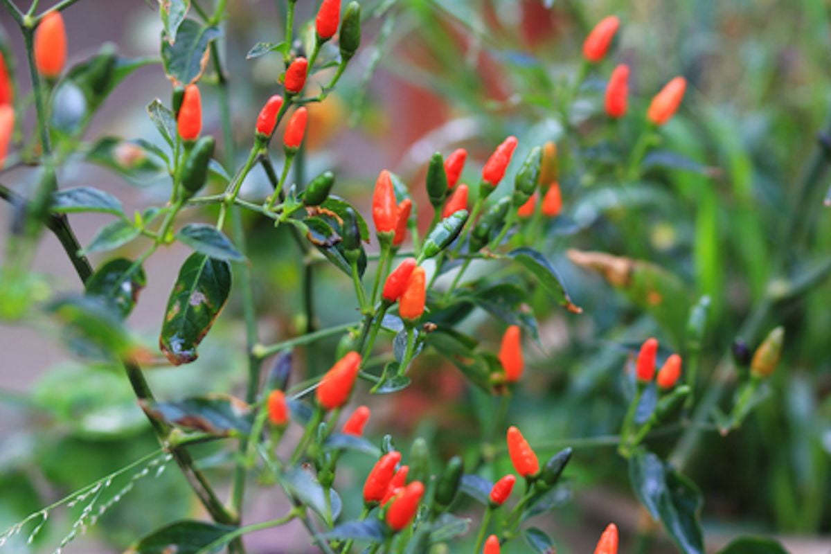 Seeds - Hot Pequin Pepper- 20 Seeds -Super Hot Spicy Flavor- all ...