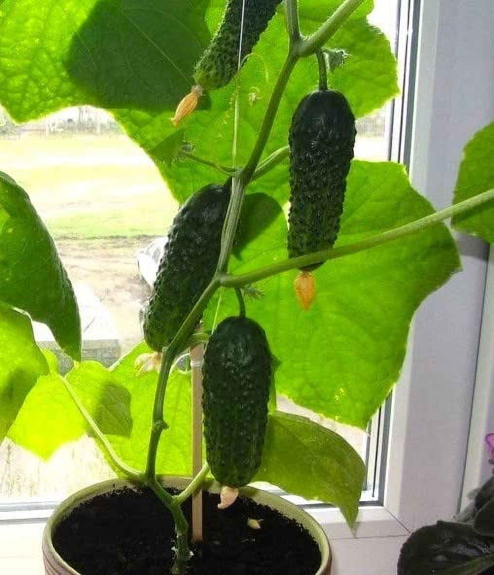 Seeds Indoor Self-Pollinating Cucumber 10 Seeds SMRfor Growing Indoors ...