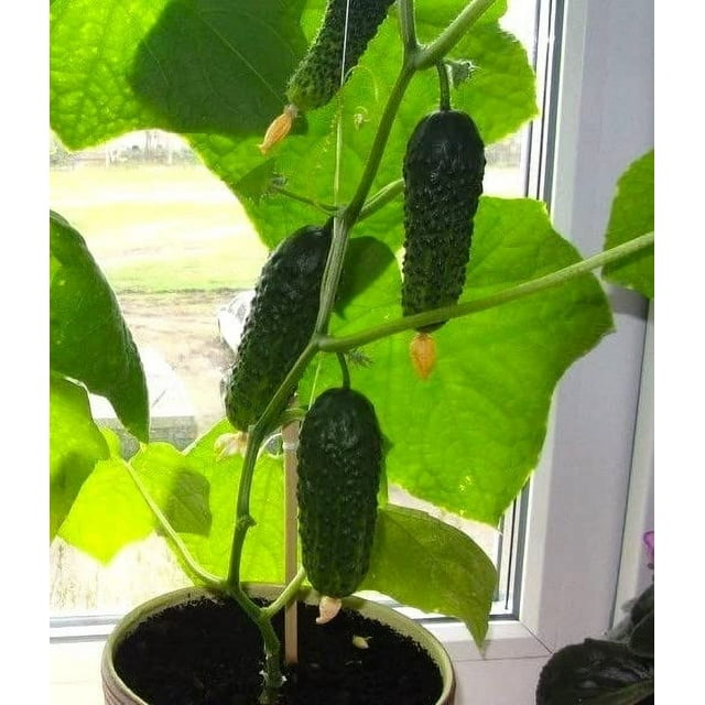 Seeds Indoor Self-Pollinating Cucumber 10 Seeds SMRfor Growing Indoors ...