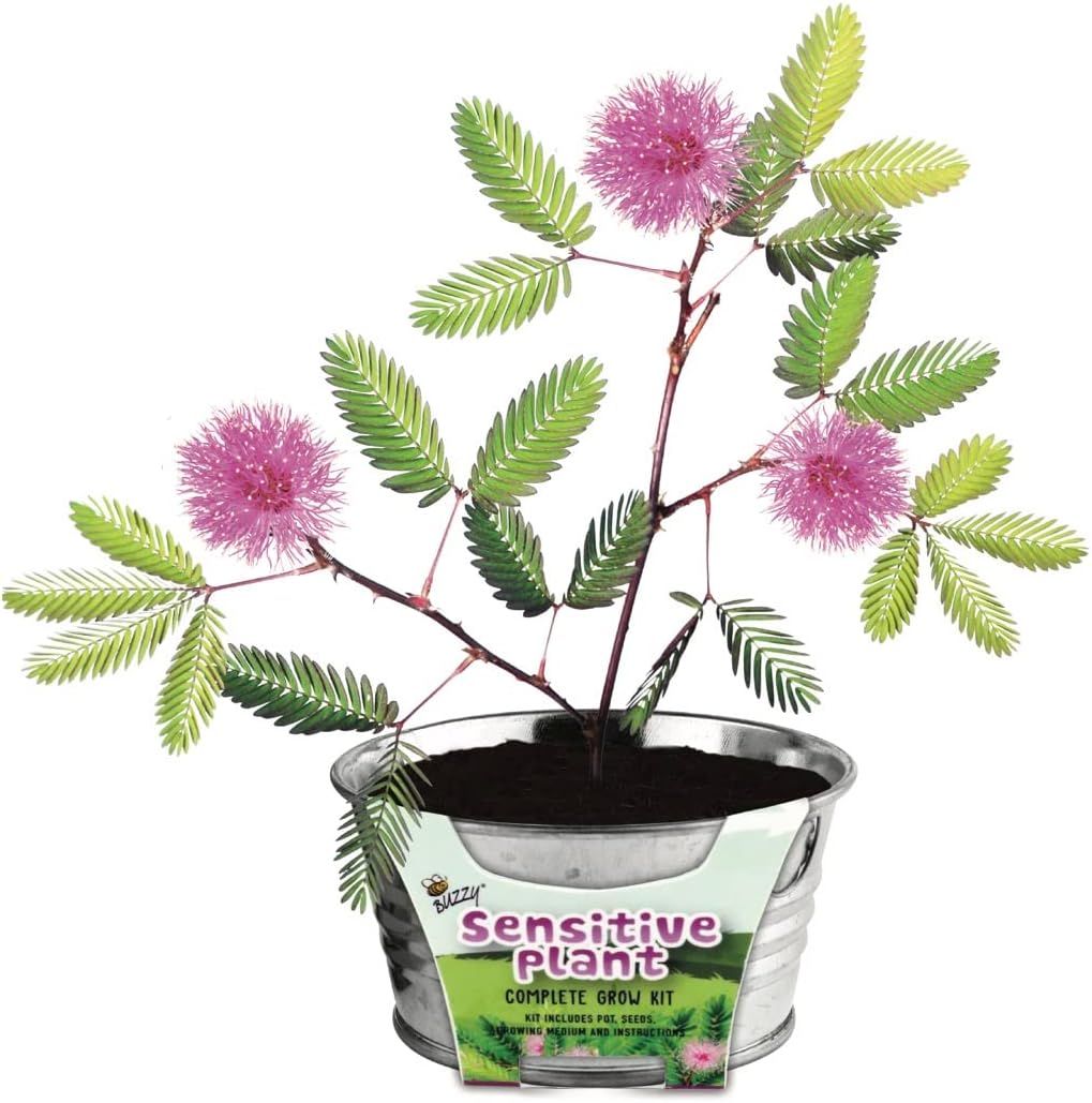 Seeds Kids Mini Basin Seed Grow Kit, Strawberry, Kids Collection ...