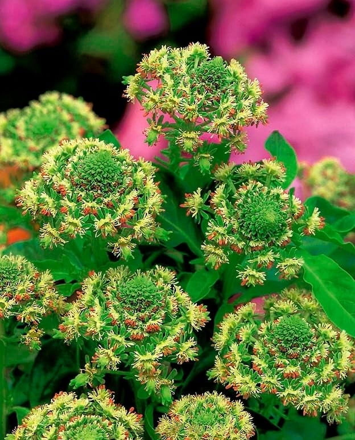 Seeds Mignonette Reseda (Weld Dyer's Rocket) SMRHeirloom Herbs for ...