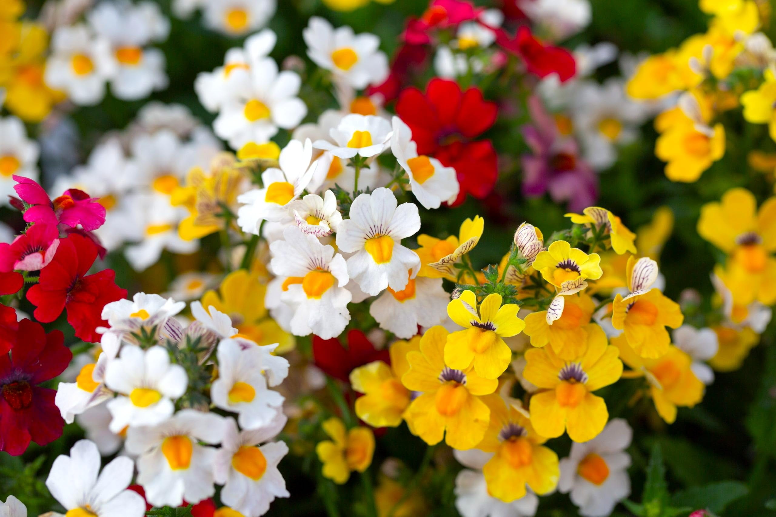 Seeds Nemesia Galaxy Seed Mix 450+ MTN1 Seeds for Planting Annual ...