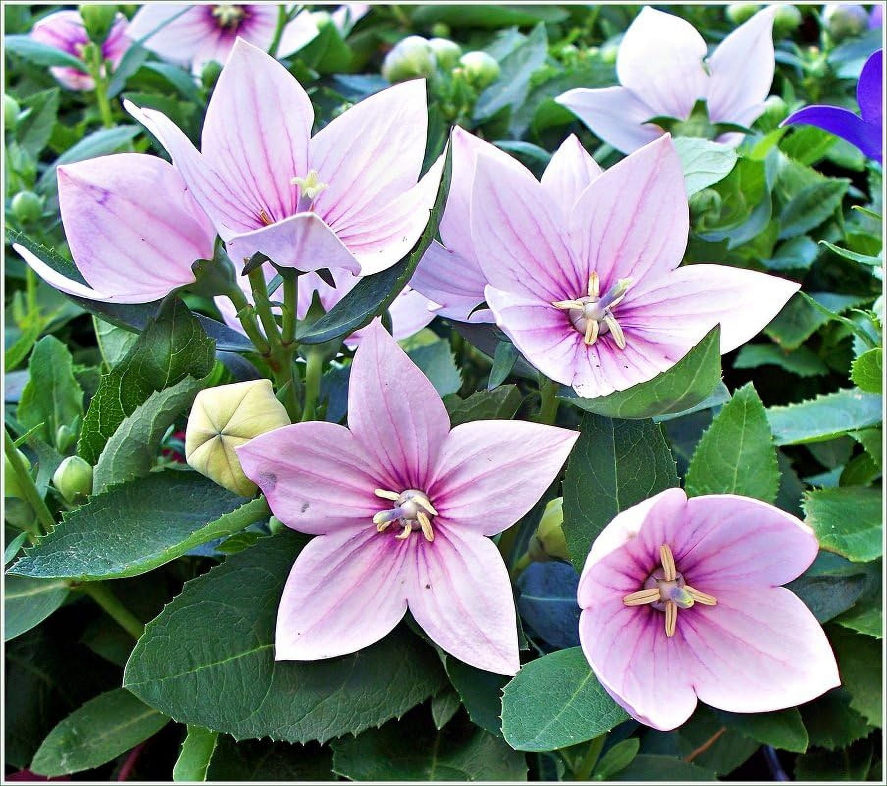 Seeds Pink BalloonEGSC Flower (Platycodon Chinese) Perennial Flowers ...