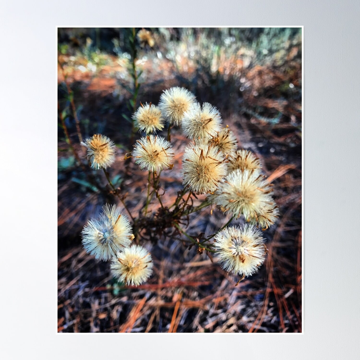 Seeds Poster Wall Art, Modern Wall Decor, 8x12 UNFRAMED - Walmart.com