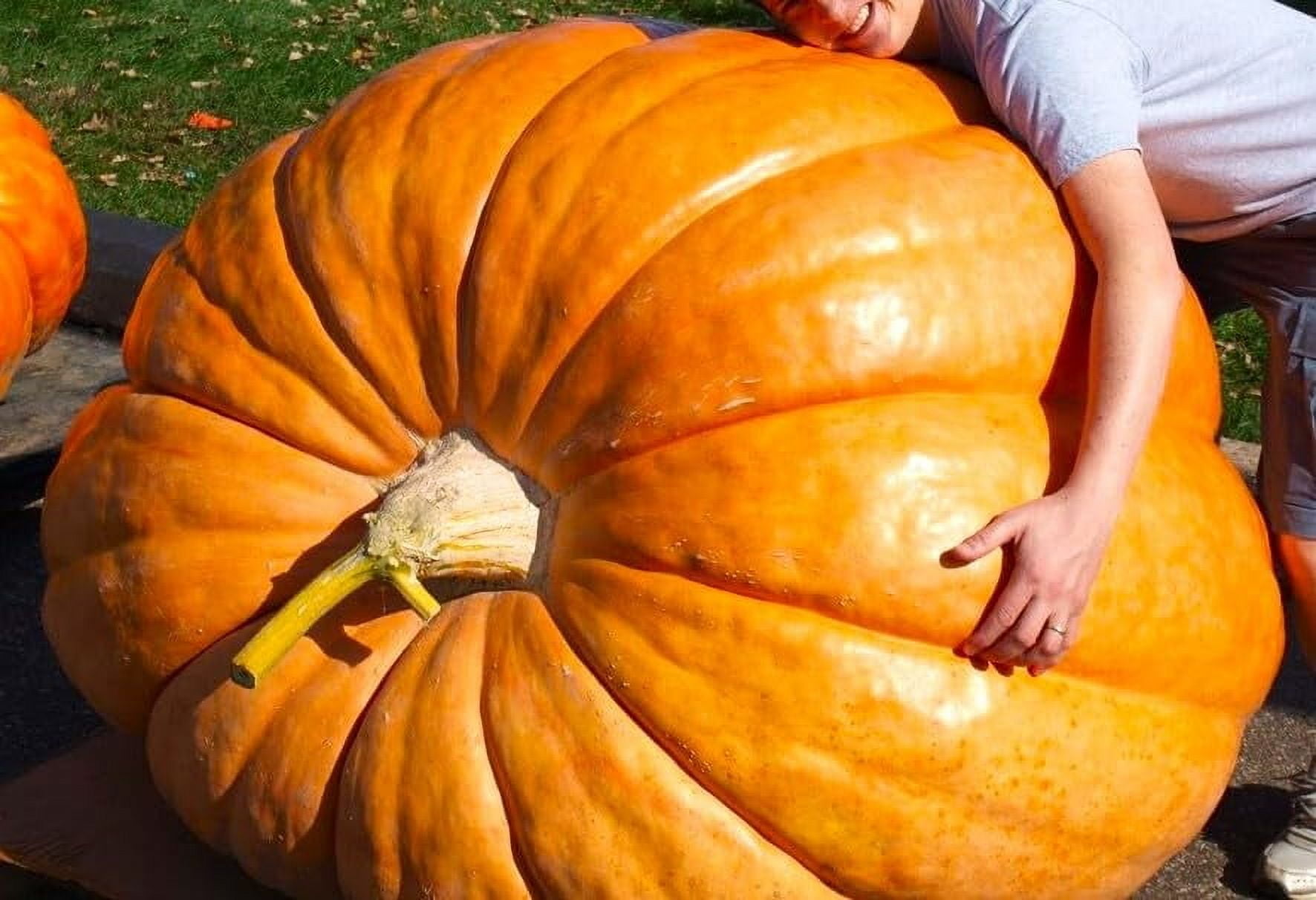 Seeds Pumpkin Big Max 10 Seeds TVS1 Massive Pumpkin Giant Gourd - Walmart.com