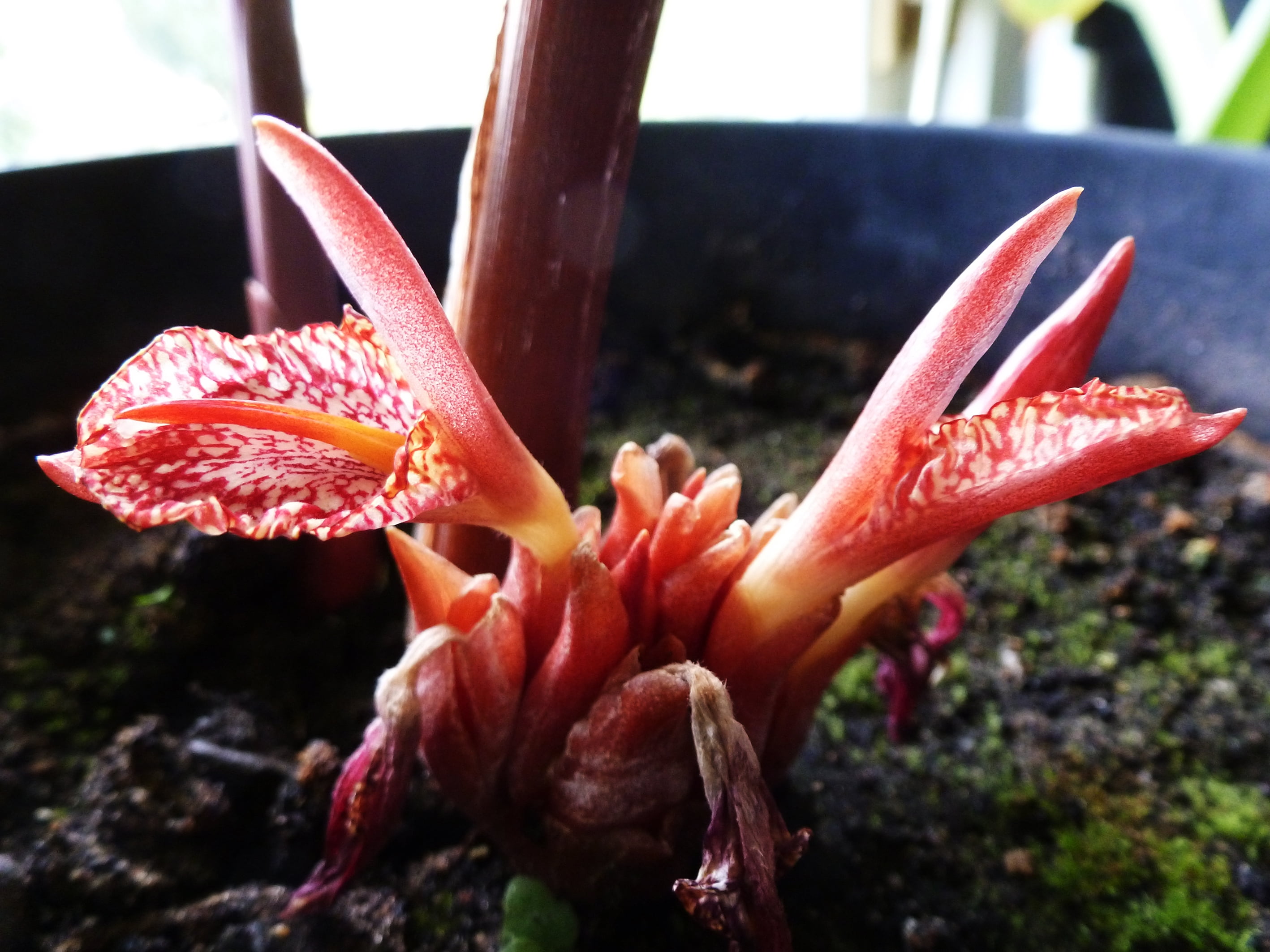 Seeds -Rare Bengal Ginger-10 Seeds- bright red ground level heads ...