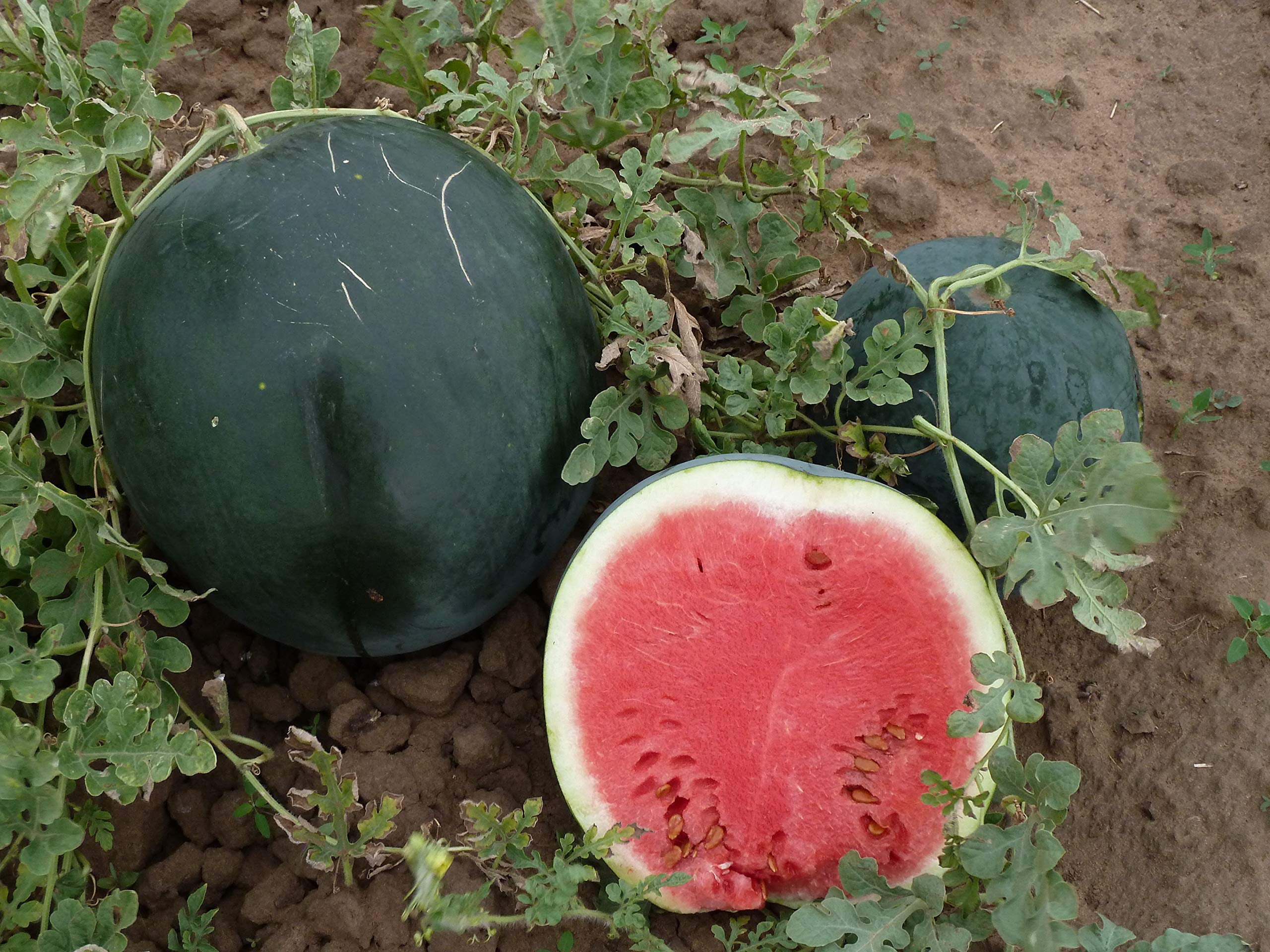 Seeds Rare Watermelon FEV6 Black Beauty Early Giant Heirloom Vegetable ...