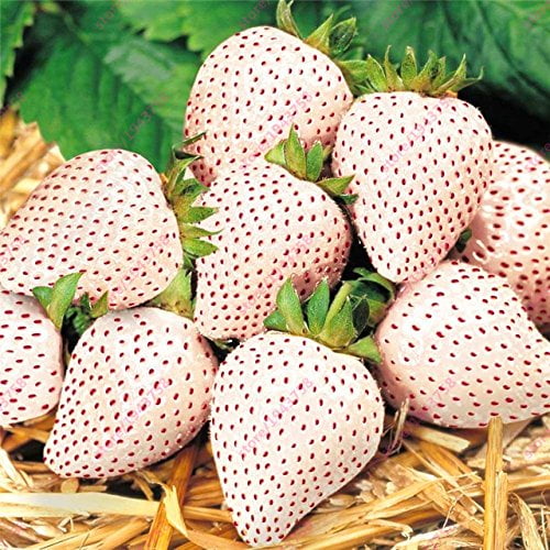Strawberry Seeds in Seed Gardening - Walmart.com