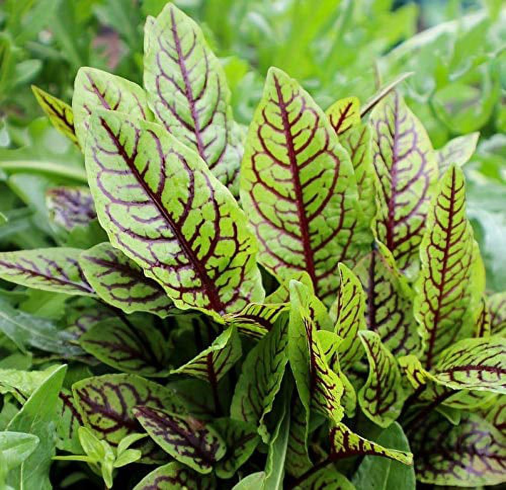 Seeds Sorrel Bloody Dock Red Herb Heirloom MHD1for Planting Non GMO - Walmart.com