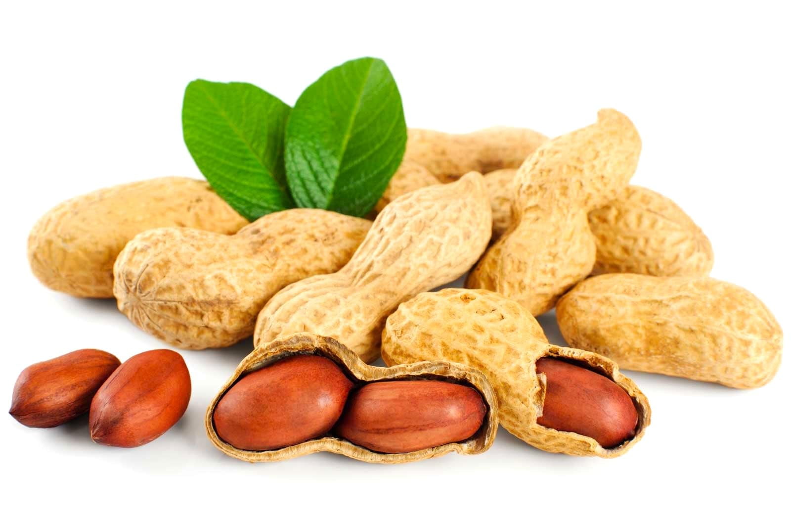 Seeds Spanish Peanut AJH3 10 Seeds for Planting RedSkin Peanuts ...