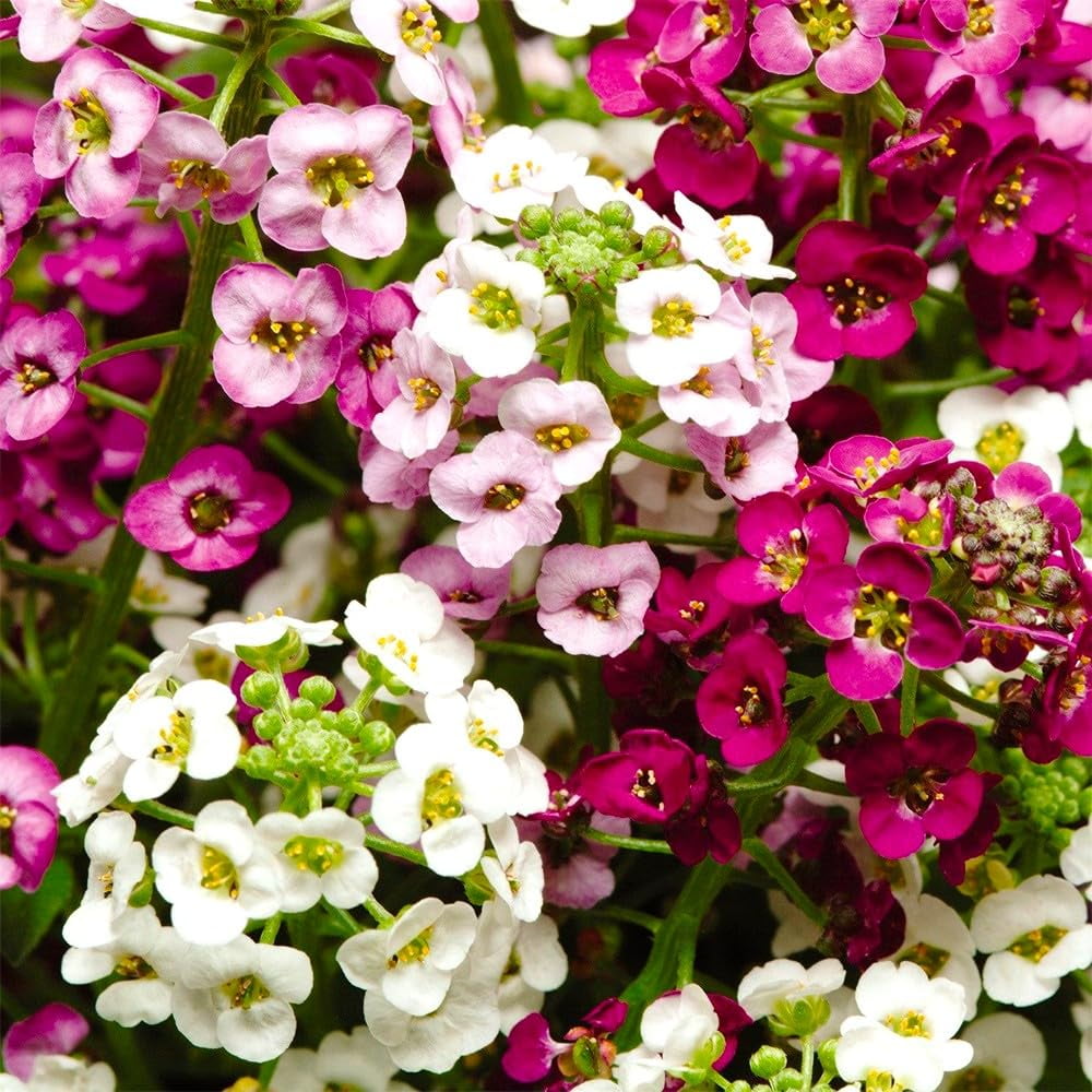 Seeds Sweet Alyssum Seed Mix 800+ MTN1 Seeds for Planting Carpet Flower ...
