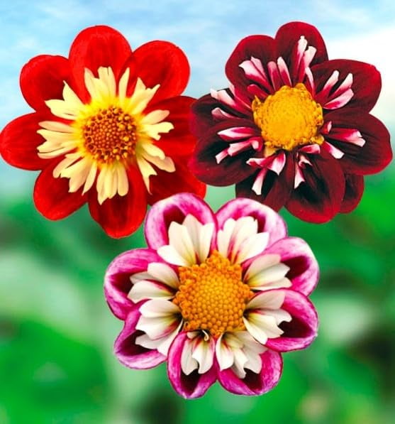 Seeds Unique Dandy Collarette Dahlia 30+ SMRSeeds for Planting Annual ...